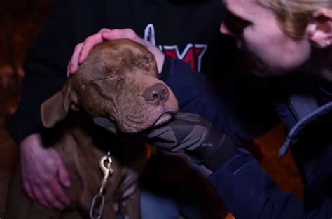盗まれた愛犬が母となり飼い主さんと奇跡の再会を果たす涙の実話 Petfun 動物やペットに関する情報サイト