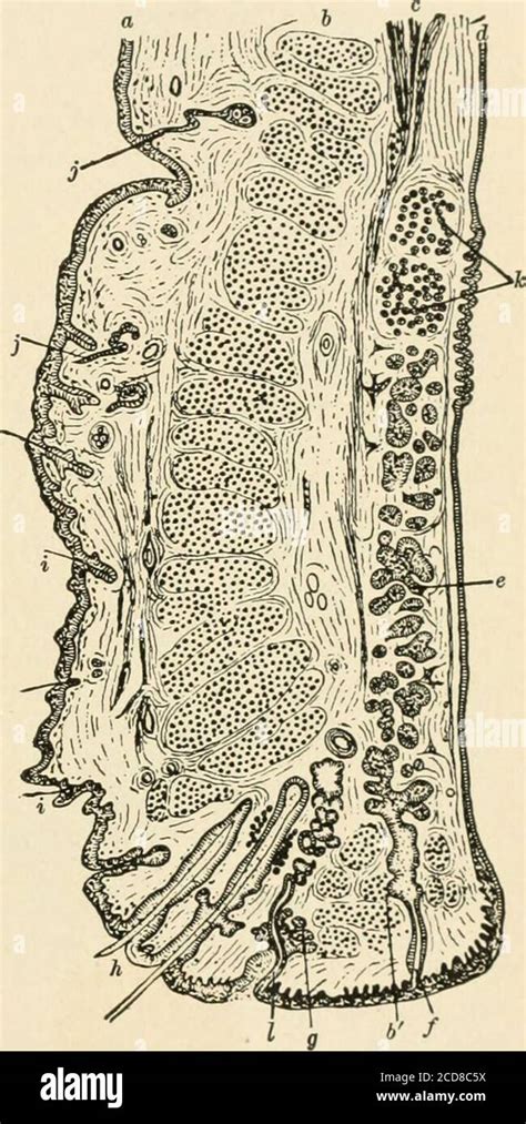 Eyelid Histology