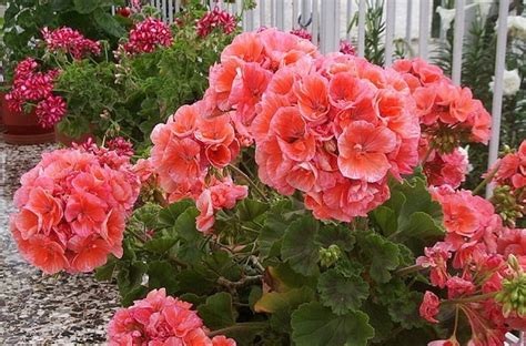 Време е за подрязване на мушкатото Важни пролетни грижи за да се радвате на богати цветове