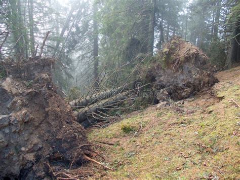 Fallen Tree Trunk In A Forest Stock Image Image Of Forrestry Forest