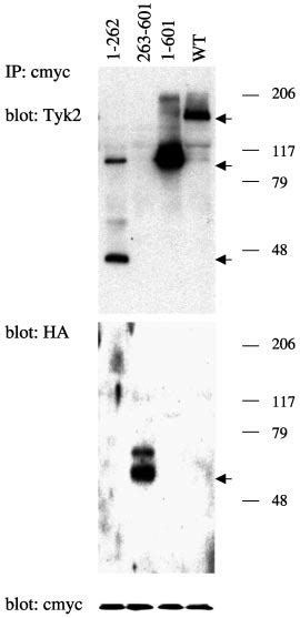 Binding Of Tyk2 Truncation Mutants To Pafr Lysates From Cos 7 Cells