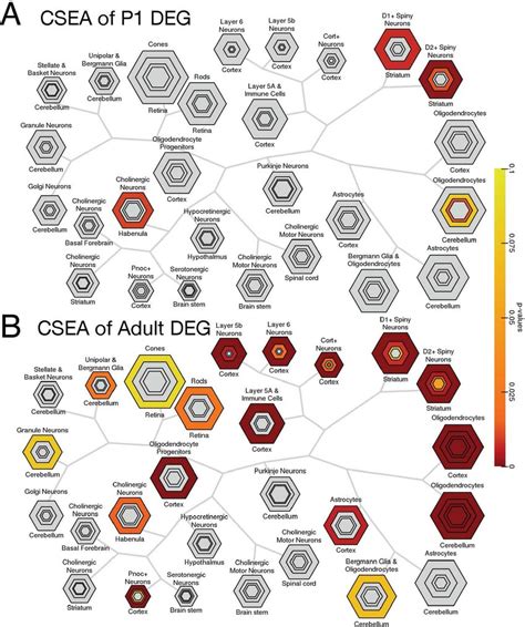 Cell Type Specific Expression Analysis In Pths Mice Bulls Eye Plots