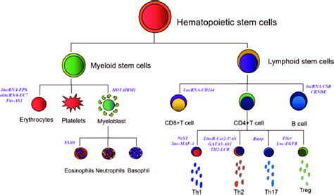 Schematic Diagram Of Lncrna Regulating Normal Hematopoietic