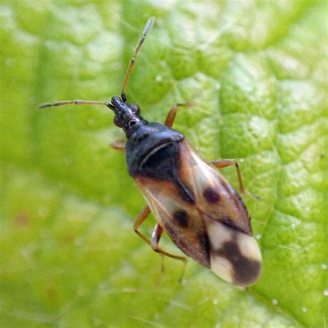 Common Flower Bug Naturespot