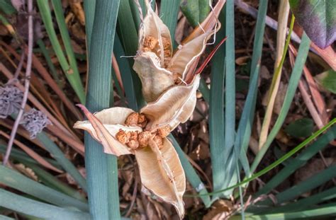 Propagating Iris Plant Addicts