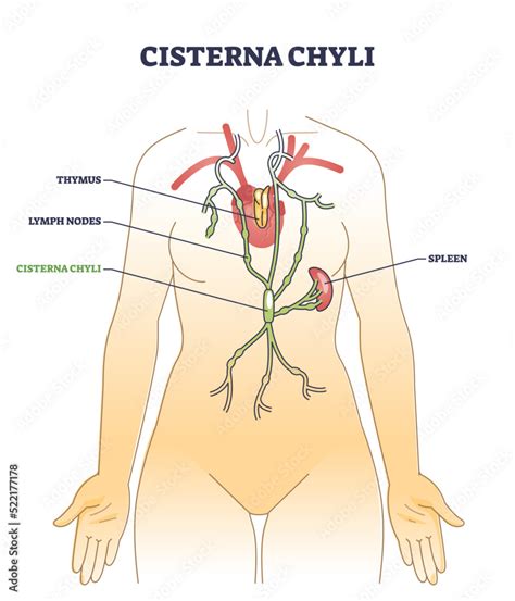 Cisterna Chyli Location And Dilated Sac Anatomy Description Outline
