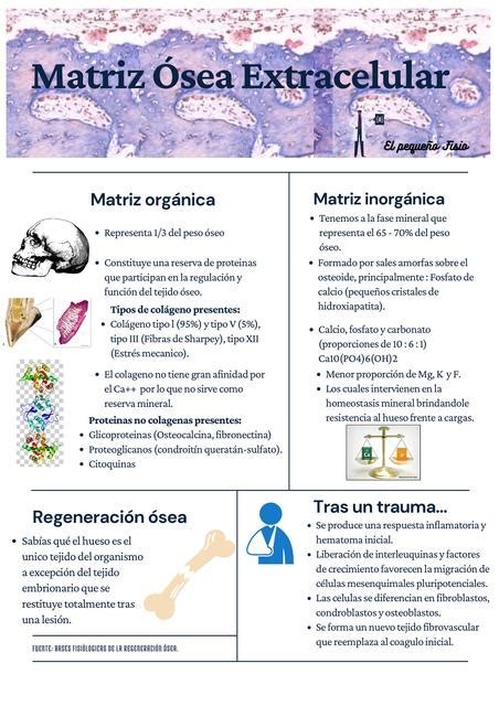 Matriz Ósea Extracelular Terapia Física Medicina Udocz