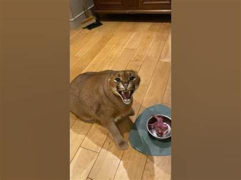 Floppa Eating A Delicious Dinner😸 Youtube
