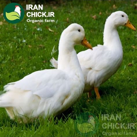 اردک آموزش کامل صفر تا صد پرورش اردک مشاوره و فروش انواع جوجه یکروزه