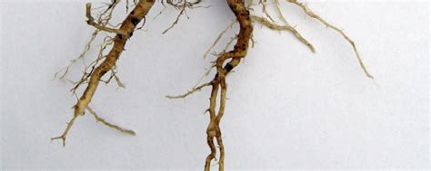 rootstock reference guide one green world