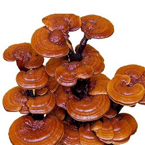 Ganoderma Mushroom Spawn At ₹ 150 Kg In Avinashi Id 2855598688891