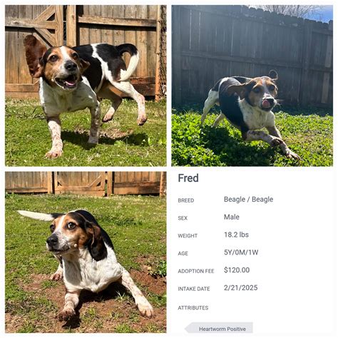 Oktibbeha County Humane Society ‼️update Fred Has Gone On Sleepover Fred Is An Nut This