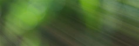 Flat Weed Hypochaeris Radicata Broadleaf Weeds Australian Weed Guide