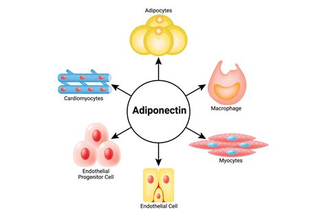 Adiponectin Science Design Vector Graphic By Hamjaiu Creative Fabrica