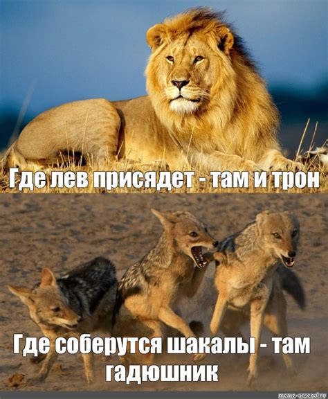 Мем Где лев присядет там и трон Где соберутся шакалы там гадюшник