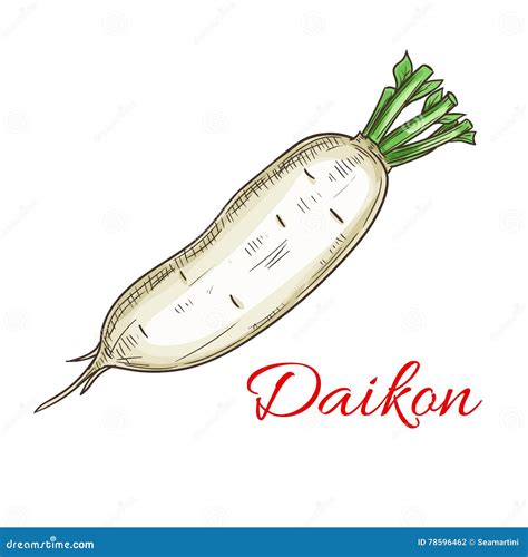 Daikon Vegetable Sketch Icon Stock Vector Illustration Of Icon