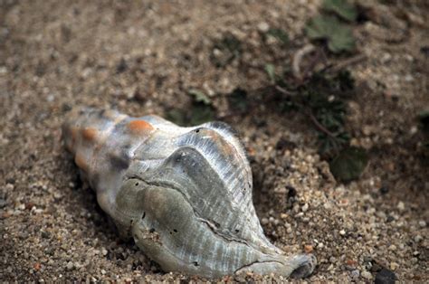The Shell Free Stock Photo Public Domain Pictures