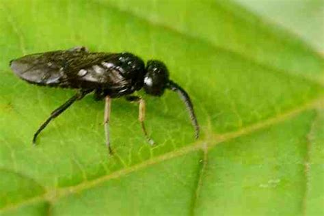 Caliroa Cerasi
