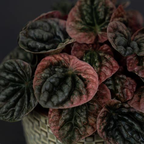 Peperomia Caperata Abricos Sklep Z Roślinami Mała Szklarnia