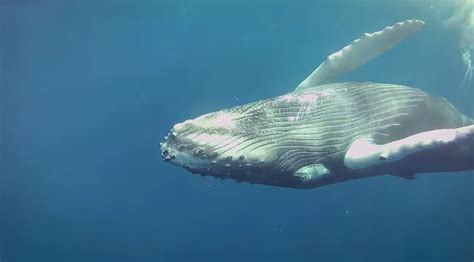 A Whale Of A Tale About Responsibility And Ai