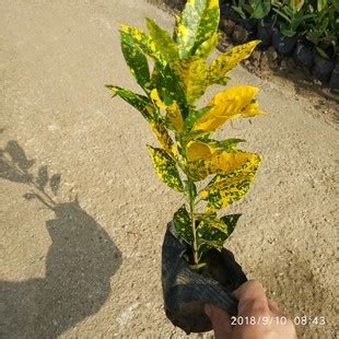 群植孤植皆可大叶洒金 观赏极高洒金榕 黄点变叶木 阿里巴巴