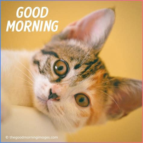 Cute Good Morning Kitten Images Wallpaper And Pictures