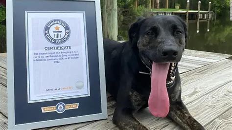 ギネス記録で世界一舌の長い犬に認定されたゾーイ CNN co jp