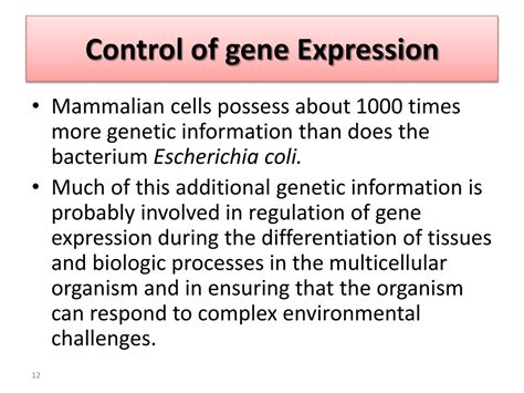 PPT Regulation Of Gene Expression In Prokaryotes Eukaryotes