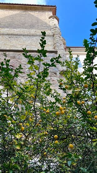 잘 익은 과일이 달린 레몬 나무의 가지가 푸른 하늘과 건물의 벽을 배경으로 펼쳐져 있습니다 0명에 대한 스톡 사진 및 기타 이미지 0명 감귤류 과일 건강한 생활방식