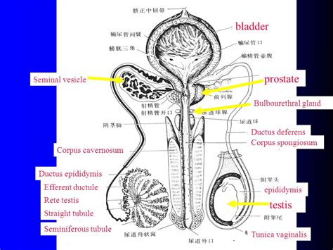 Reproductive System Male Reproductive System Female Reproductive