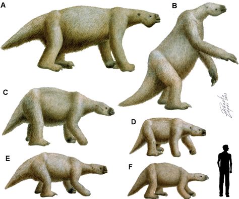 Giant Sloths Of The Tropics Ice Age Behemoths Of Central America
