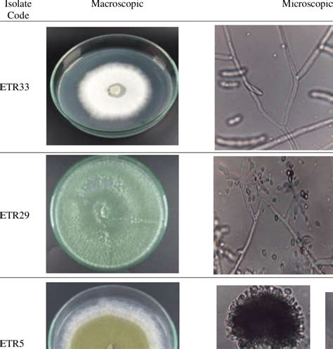 Characterization Macroscopically And Microscopically Of Fungal Isolates