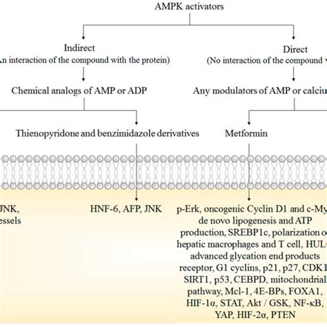 The Structure And The Activation Of Amp Activated Protein Kinase