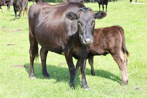 Sumo Wagyu Australian Wagyu Association