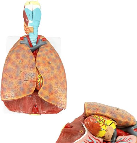 Veipho Human Lung Model Respiratory System Model Philippines Ubuy