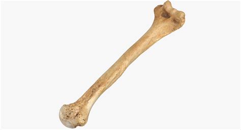 3d Model Human Humerus Bone 01 Turbosquid 1423206