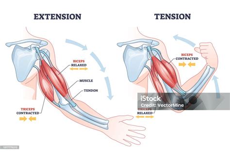 Kontraksi Dan Relaksasi Bisep Lengan Dan Otot Trisep Menguraikan