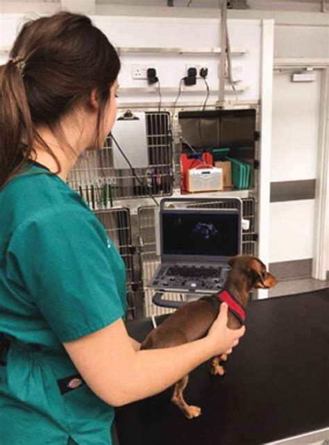 A Move To Referral Nursing By Samantha Cross British Veterinary