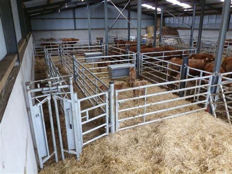 Pin By Stacey Adams On Cattle Cattle Barn Cattle Ranching