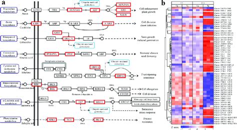 Degs Are Involved In The Plant Hormone Signal Transduction Pathway A