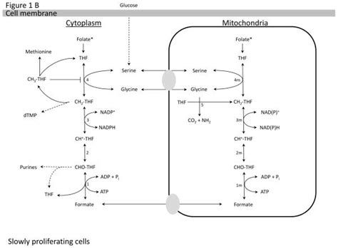 Mitochondrial Methylene Tetrahydrofolate Dehydrogenase Mthfd2