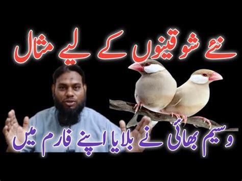 Java Sparrow Setup Visit Ll How To Visit Java Sparrow Setup Java Birds