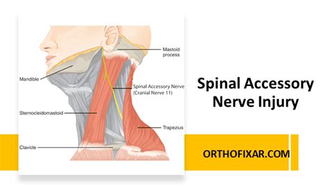 What Does The Spinal Accessory Nerve Innervate