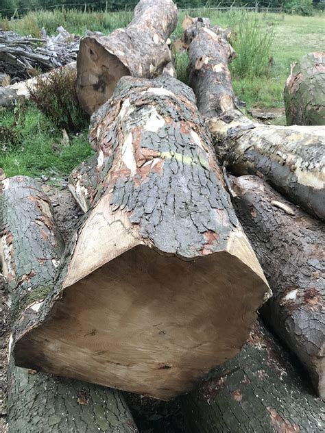 Sycamore Stems For Sale Firewood Forum Arbtalk The Social Network