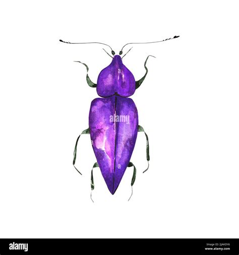 Hand Drawn Realistic Background Designwatercolor Illustration Of