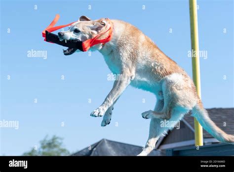 Yellow Lab In Mid Air With A Toy Caught After Jumping Off A Dock At An