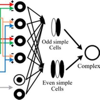 Three Channel Advanced Visual Cortex Hue Perception System With Download Scientific Diagram
