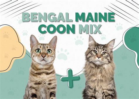 Bengal Maine Coon Mix Cat Breed Info Pictures Temperament And Traits