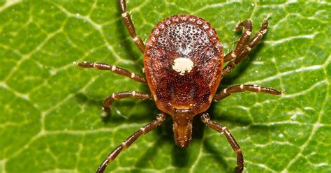 Meat Allergy From Tick Bites Becoming More Common Area
