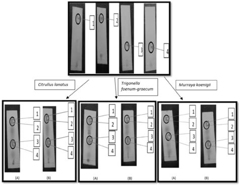 Thin Layer Chromatography Profiling Of Compounds Observed In Plants By Download Scientific